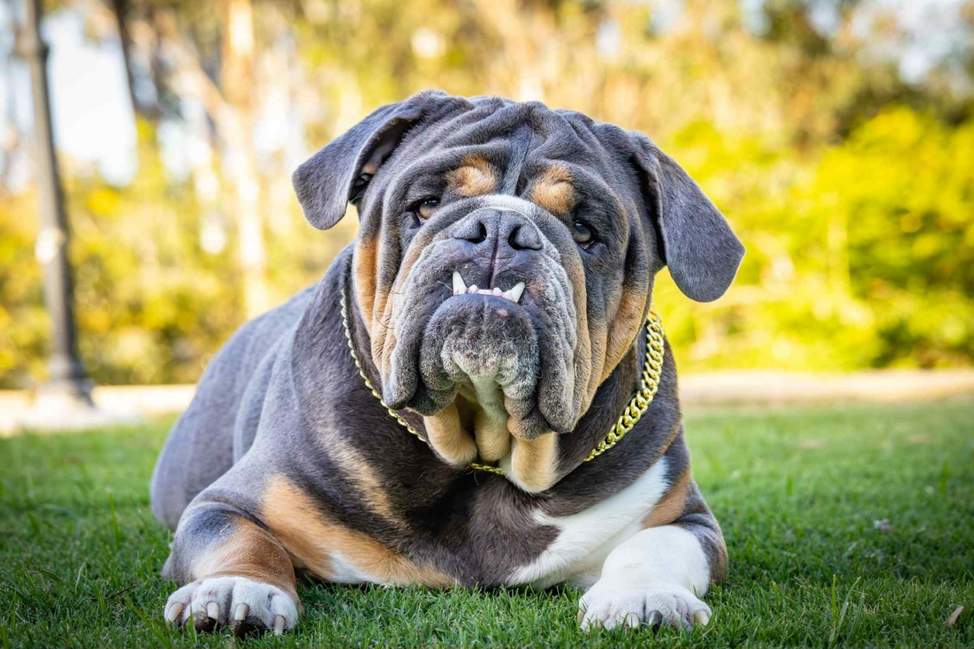 Hollywood Bulldogs AUS - Premium British Bulldog Breeder Brisbane