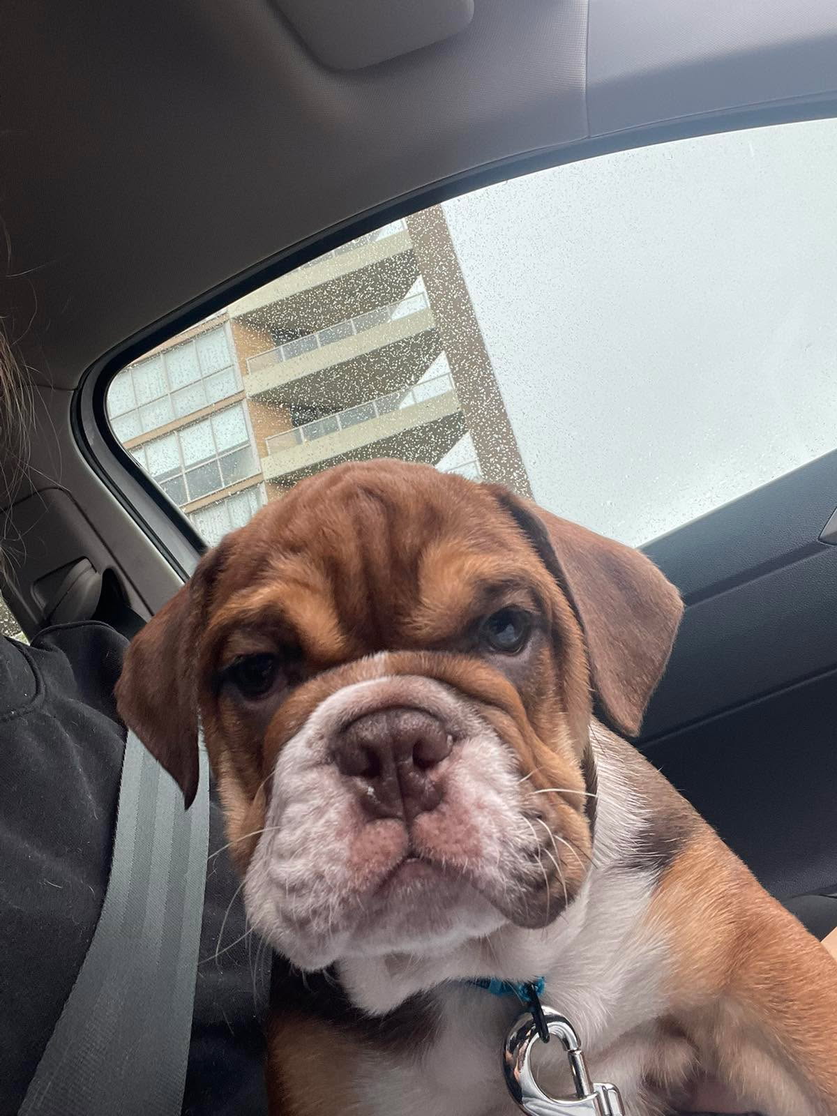 Hollywood Bulldogs AUS - Premium British Bulldog Breeder Brisbane