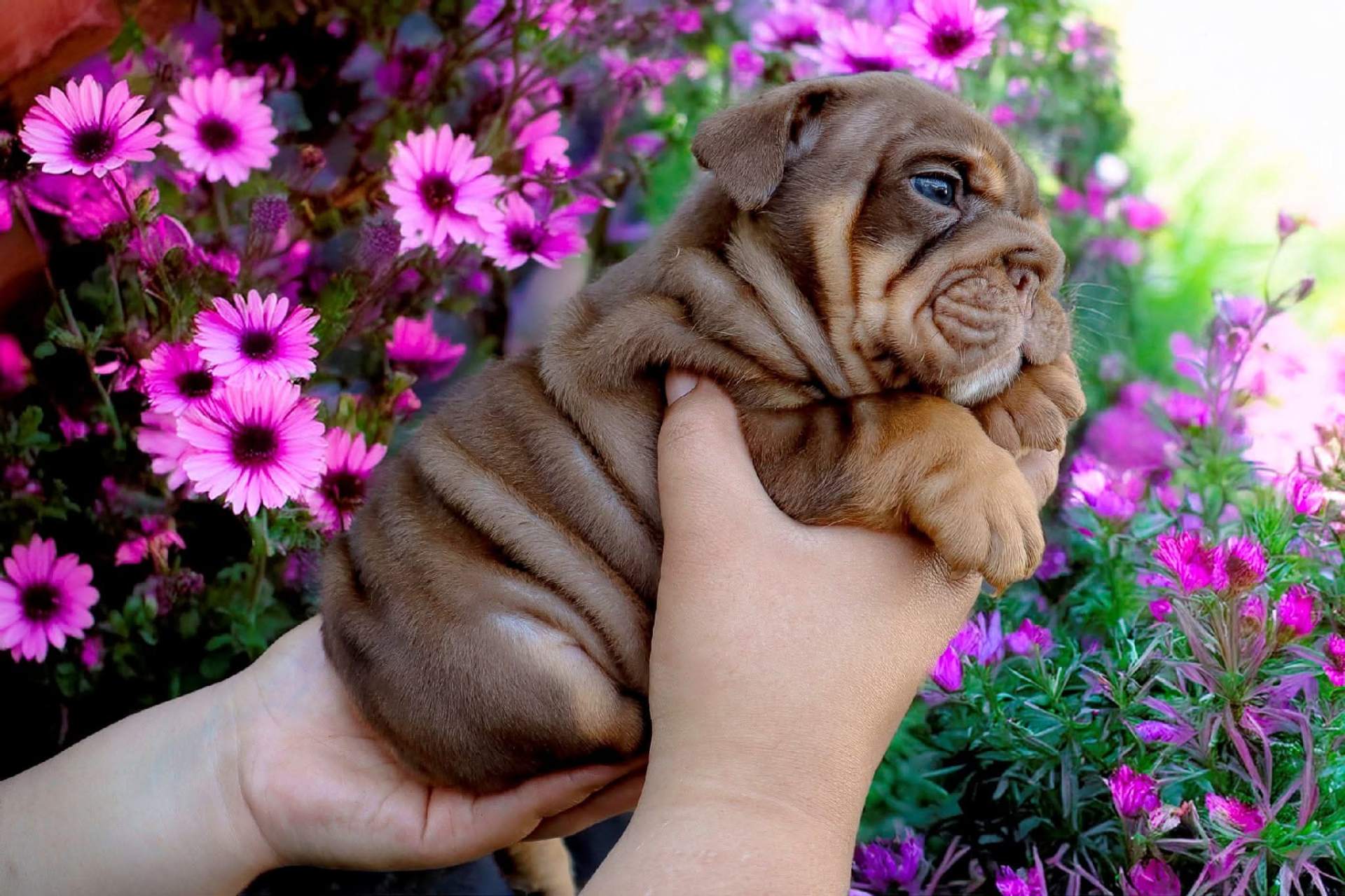 British Bulldog Puppies for Sale Brisbane | Hollywood Bulldogs AUS